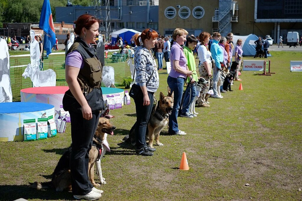 Köpek hizmeti Умничка, Permski krayı, foto