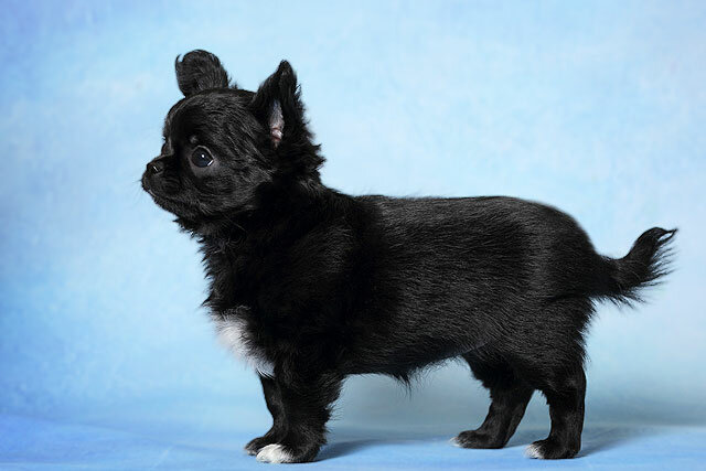 Evcil hayvan yetiştiricileri Kennel chihuahua Paradigma, Moskova, foto