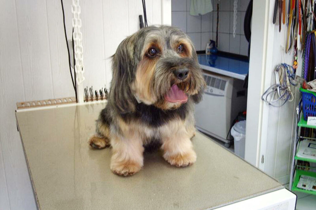 Evcil hayvan kuaförleri Josephine - Hundesalon Köln, Köln, foto