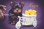 Delorean Deluxe Yorkshire & Biewer Terrier Kennel (Kirov street No:13А), evcil hayvan yetiştiricileri  Çeliabinsk'ten