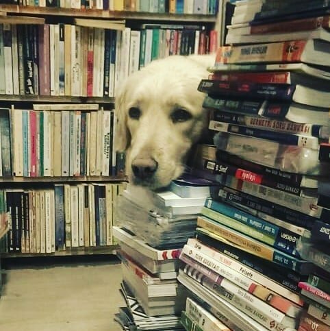 Sahaflar Düş Sahaf, Bartın, foto