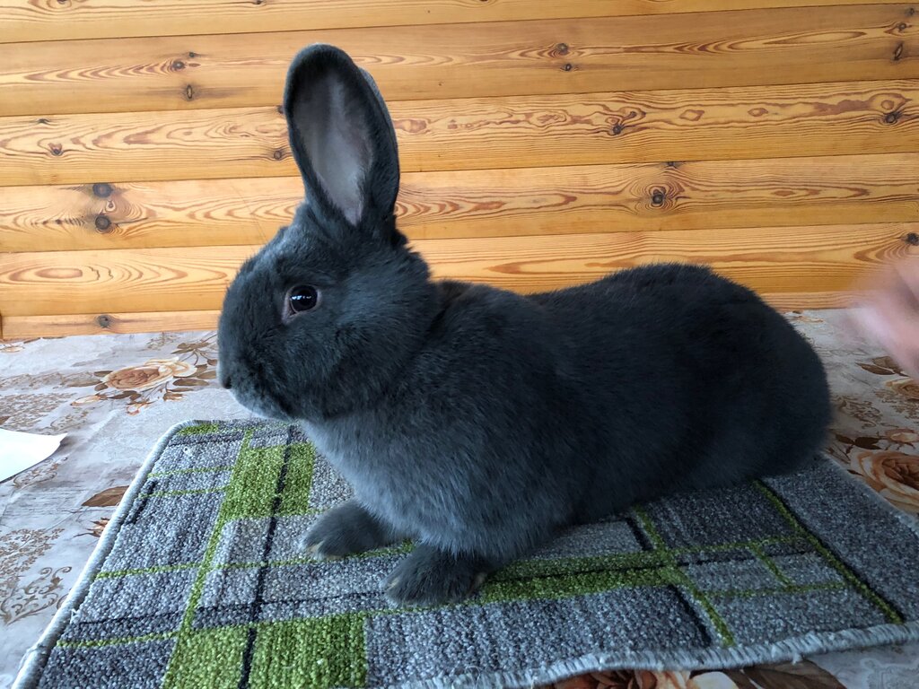 Hayvancılık ЛПХ Lis Кролики венский голубой, Minskaya oblastı, foto