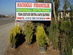 Hacıoğlu Fidancılık (Manisa, Akhisar, Ulu Camii Mah.), fidan yetiştiriciliği  Akhisar'dan