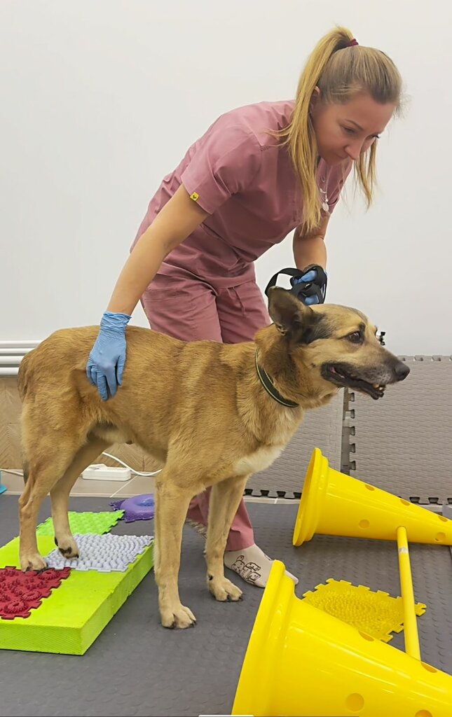 Veteriner klinikleri ArniVet, Moskova ve Moskovskaya oblastı, foto