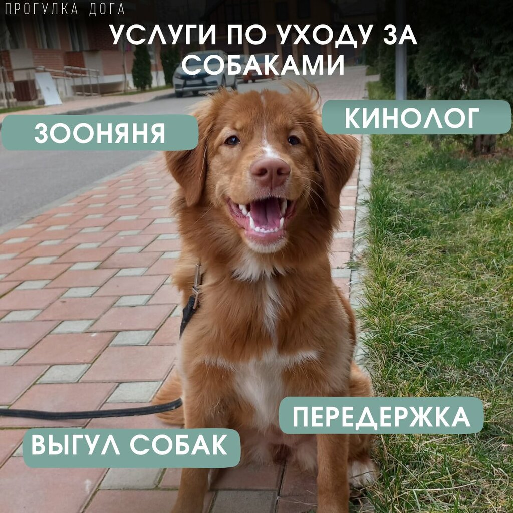 Pet otel Прогулка Дога, Krasnodar, foto