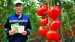Baxtiyor Agro Uz (Ferghana Region, Altyaryk District, Tinchlik), seracılık