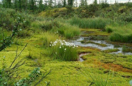 Doğa koruma alanı Фаличский мох, Minskaya oblastı, foto