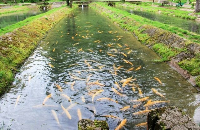 Balık ve deniz ürünleri Gostomlya trout farm, Kurskaya oblastı, foto