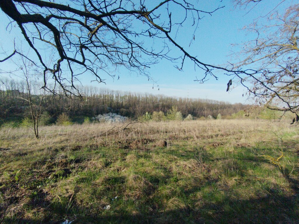 Orman урочище Беломестненский Яр, Belgorodskaya oblastı, foto