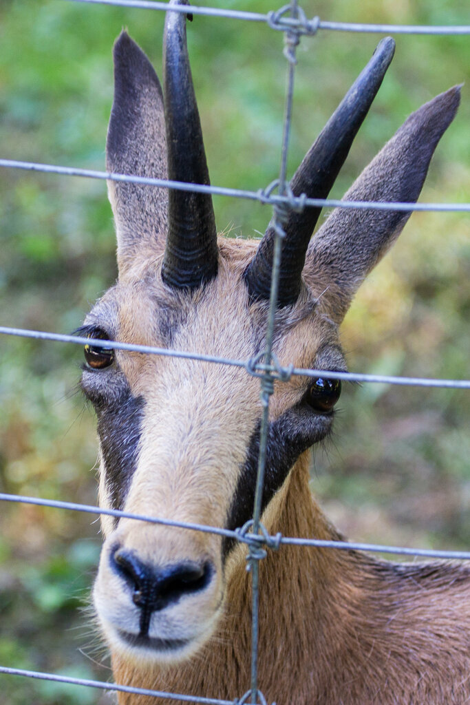 Hayvan muhafazaları Вольер животных, Adıge Cumhuriyeti, foto