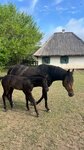 Конное подворье Кумжа (Kumzhenskaya roshcha, No:1Г), at ve binicilik kulüpleri  Rostov‑na‑Donu'dan