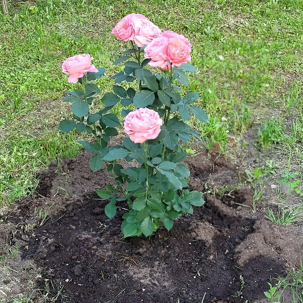 Çiçek pazarı Садовый центр, Moskova ve Moskovskaya oblastı, foto