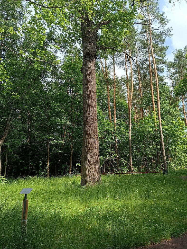 Doğa Дуб йерех, Shumerlya, foto