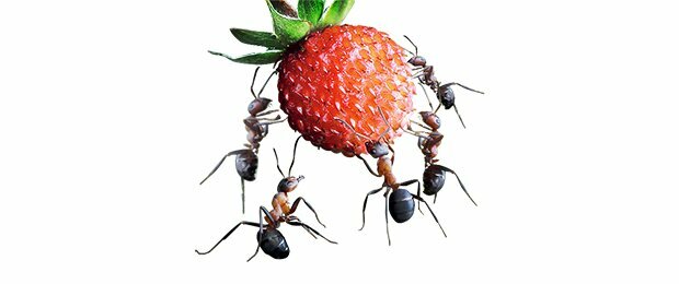 Muhtarlıklar Cedidiye Mahalle Muhtarlığı, Düzce, foto