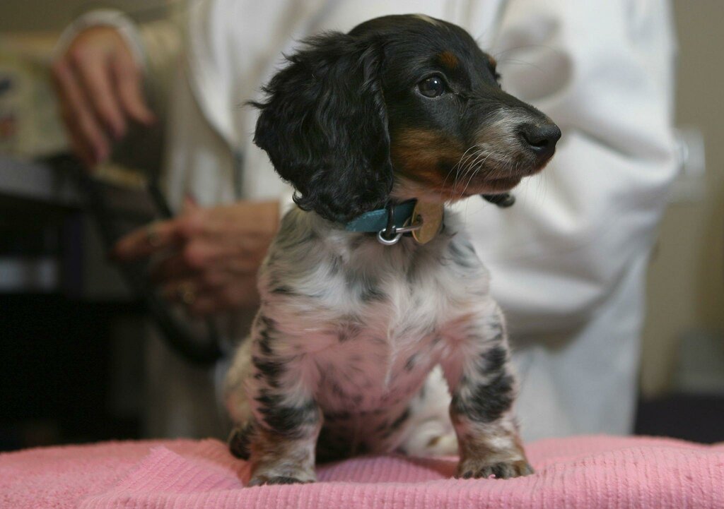 Veteriner klinikleri Firuzköy Veteriner Kliniği, İstanbul, foto