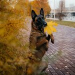 Рыжий пес (Moskovskaya Street No:217Б), hayvanat bahçesi merkezi  Yekaterinburg'dan