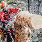 Спил деревьев (Osnovnaya ulitsa No:10), şehir planlama  Rostov‑na‑Donu'dan