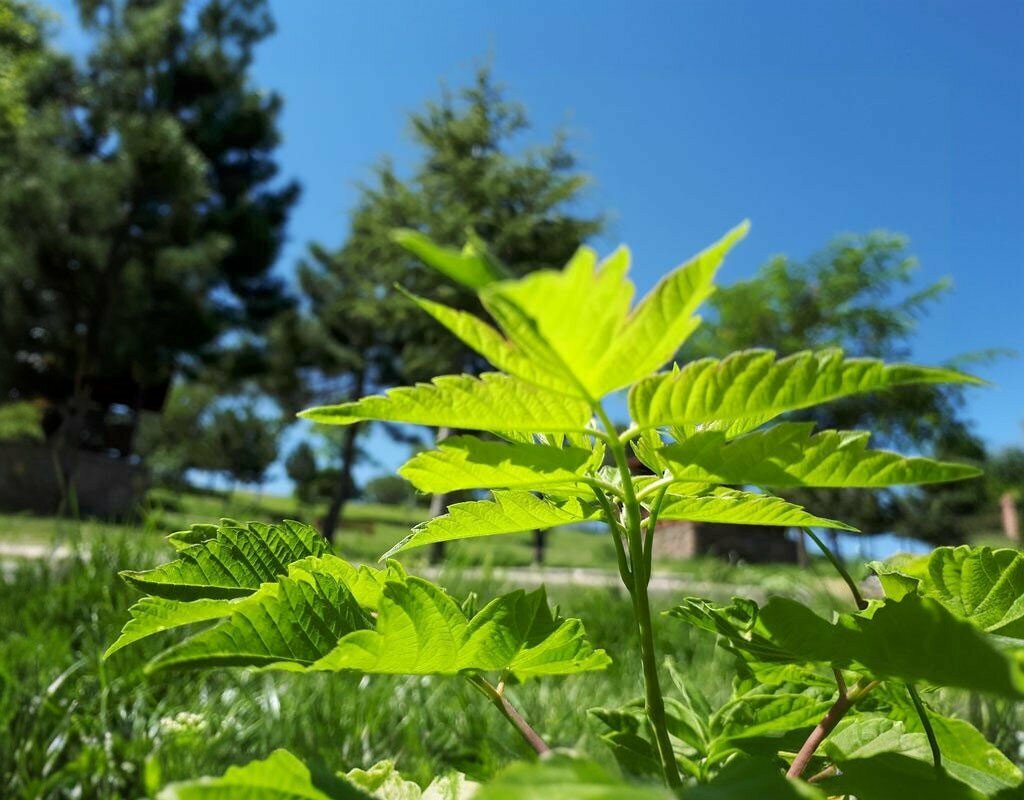 Kültür ve eğlence parkları Eras Camii Bahçesi, Kayseri, foto