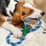 The Dog Corner (Abidjan, Cocody, Quartier de la Allabra Sogefia), petshop  Abican'dan