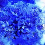 Magazin cvetov (Tyumensky Drive No:3к6), çiçekçiler  Moskova'dan