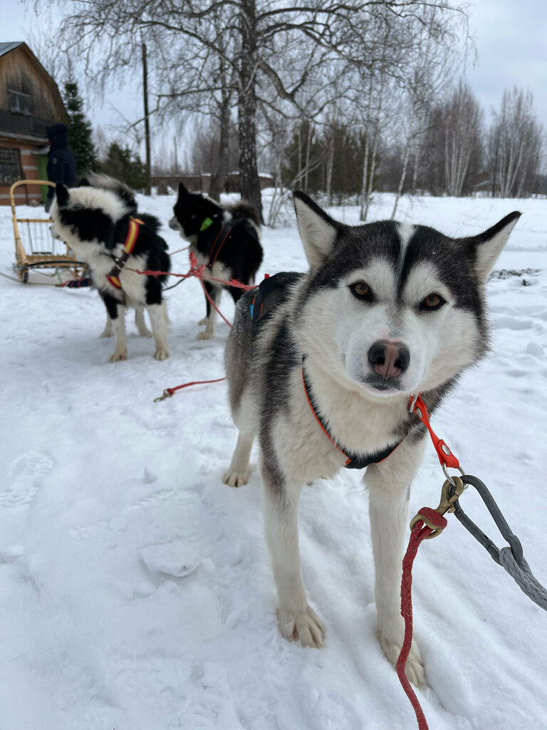Pet otel Siberian Soul, Tomskaya oblastı, foto