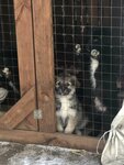 Доброта (vulica Pismiennika Smirnova No:161Ж, Brest), hayvan barınakları, kulüpleri ve otelleri  Brest'ten