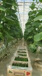 Oral Greenhouse Complex (Talgat Begeldinov Street No:16, Village of Zachagansk), seracılık  Batı Kazakistan eyaletinden