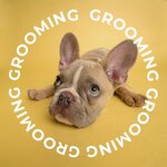 Dog Style (Sverdlova Street No:110), evcil hayvan kuaförleri  Yaroslavl'dan