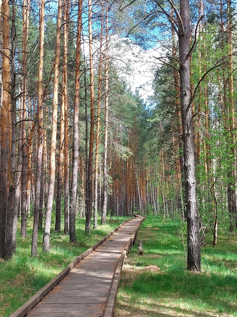 Parklar ve ormanlar Reserved Mordovia, Smolny National Park, Mordovya, foto