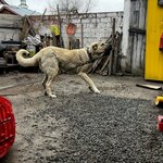 Çakıroğulları Veteriner (Kastamonu, Ağlı, Merkez Mah., Yibo Cad.), veteriner klinikleri  Ağlı'dan