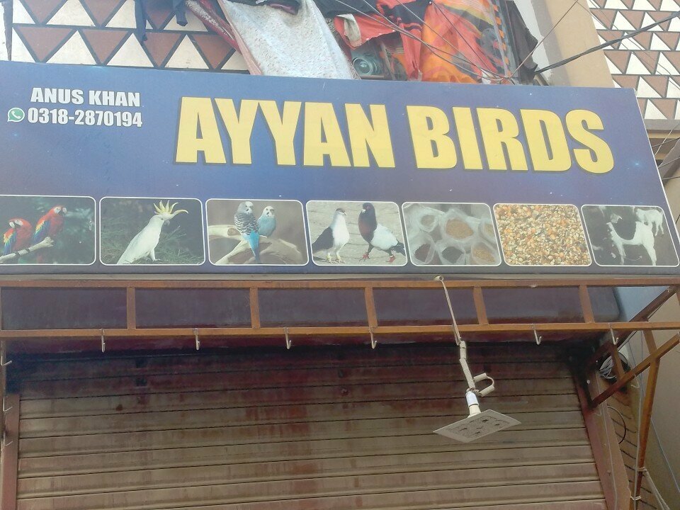 Petshop Ayyan birds, Karaçi, foto