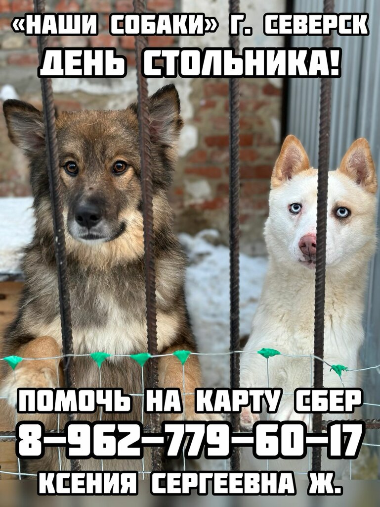 Hayvan barınakları, kulüpleri ve otelleri Северская организация безнадзорных животных, Seversk, foto
