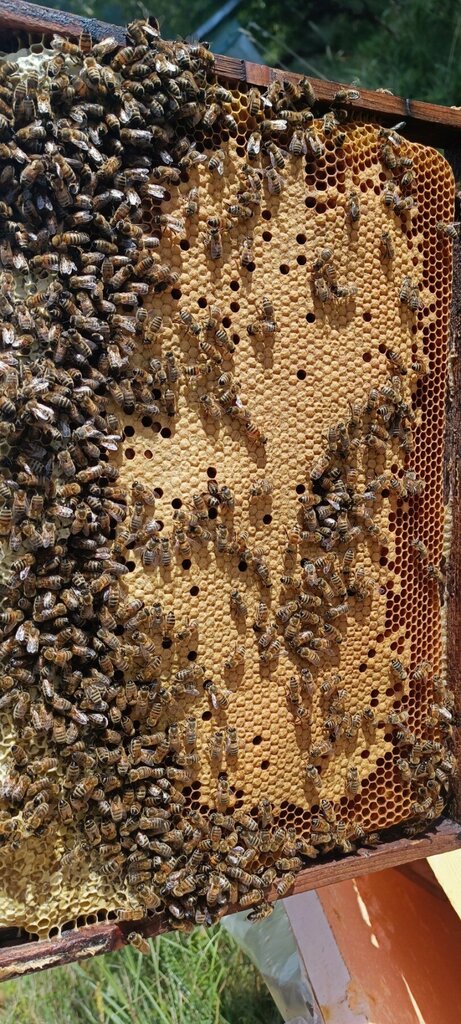 Bal ve arıcılık firmaları Пчелоферма, Vitebsk, foto