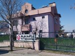 Alacaatlı Pet Grooming (Ankara, Çankaya, Alacaatlı Mah., 3313. Cad., 27), evcil hayvan kuaförleri  Ankara'dan
