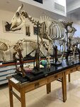 Museum of Anatomy B.K. Gindze (Timiryazevskaya Street No:44), müzeler ve sanat galerileri  Moskova'dan