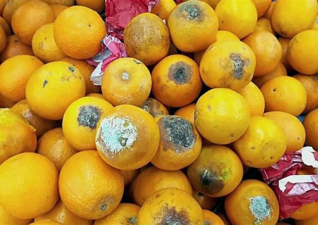 Manavlar Фруктдвинов, Saint‑Petersburg, foto