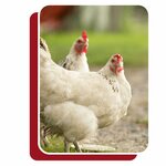 Modern Poultry Farms (26, 10 Street, Industrial Area 17, Al Senaiyat, Sharjah), kanatlı hayvan ürünleri ve yumurta