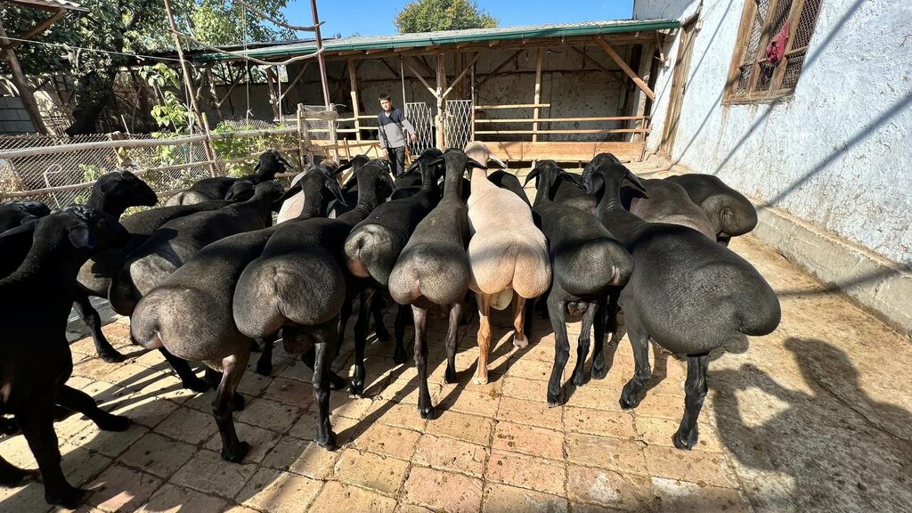 Hayvancılık Оптовый рынок Коймаркази, Nemengan eyaleti, foto
