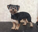 Shaggy groom (Komsomolskaya Street No:33/13, Raytsentr Microdistrict), evcil hayvan kuaförleri  Krasnogorsk'tan