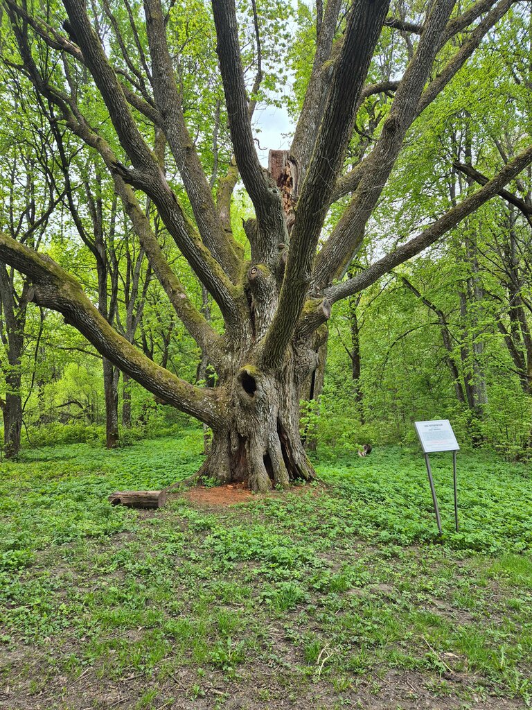 Doğa Дуб, Smolenskaya oblastı, foto