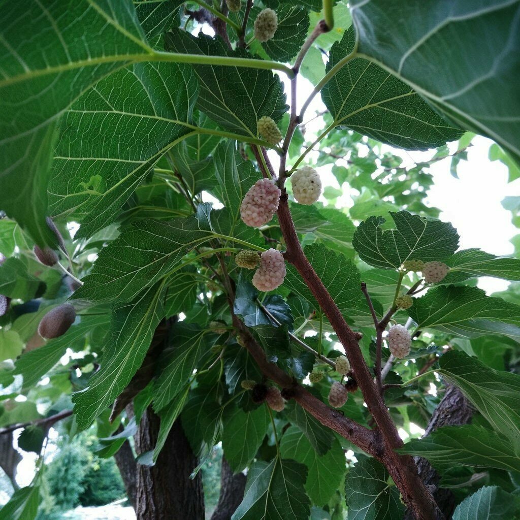 Muhtarlıklar Ayvalı Köy Muhtarlığı, Niksar, foto