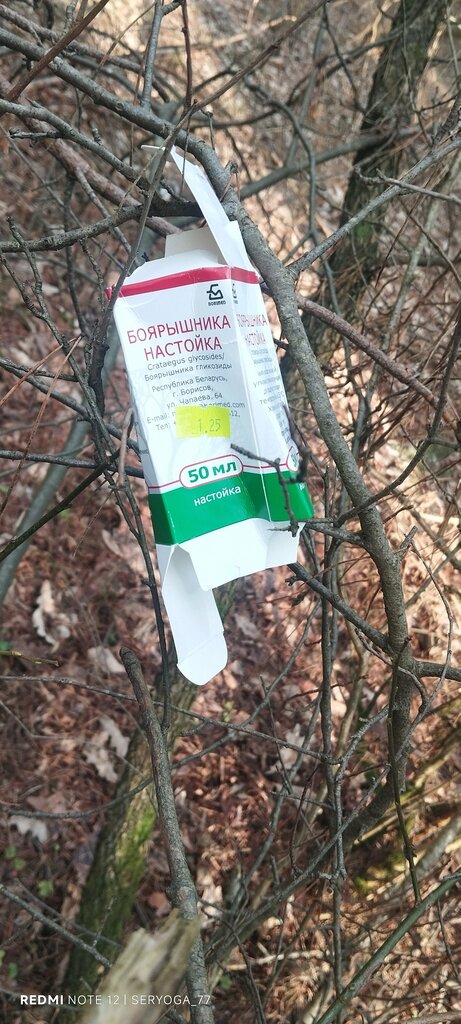 Piknik alanı Place for picnic, Grodnenskaya oblastı, foto