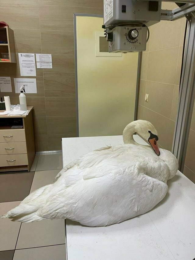 Hayvan kremasyonu Лапыч, Lobnia, foto