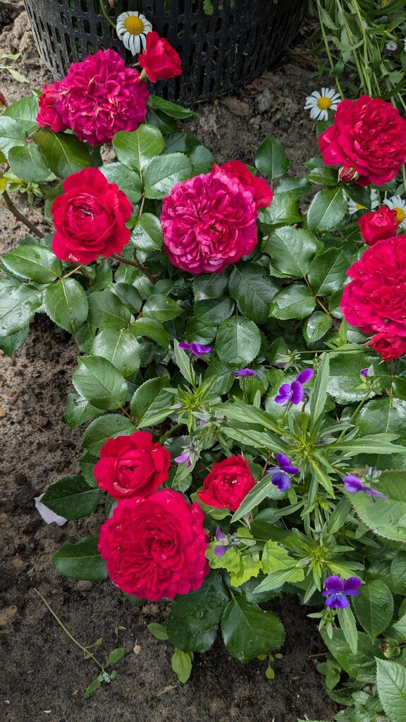 Bar Pub, bar, Papeete, foto