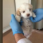 Karaman Veteriner Kliniği (Karaman, Karaman Merkez , 100. Yıl Blv., 7), veteriner klinikleri  Karaman'dan