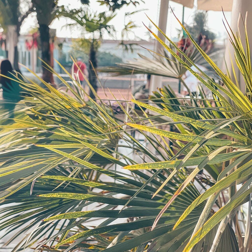 Kafe Oazis İstanbul, İstanbul, foto