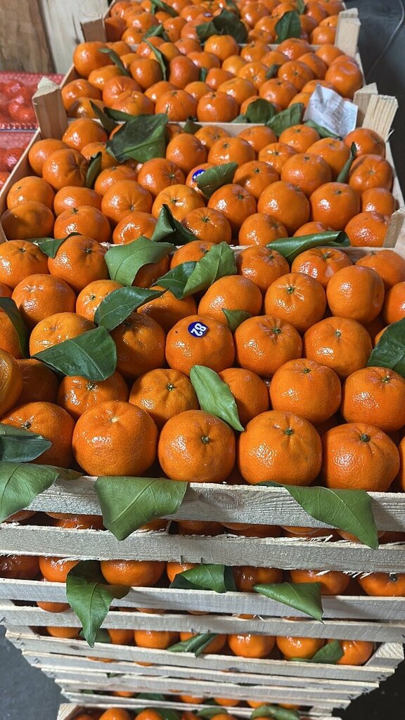 Manavlar Aport, Semey, foto