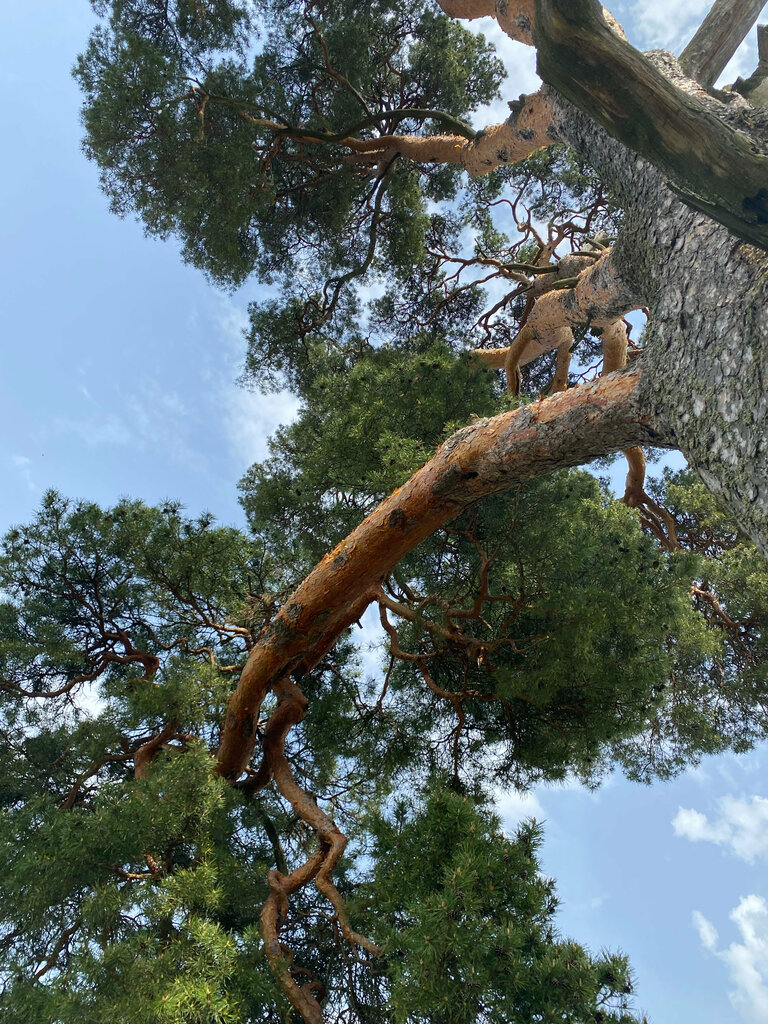 Doğa Дерево любви к жизни, Yaroslavskaya oblastı, foto