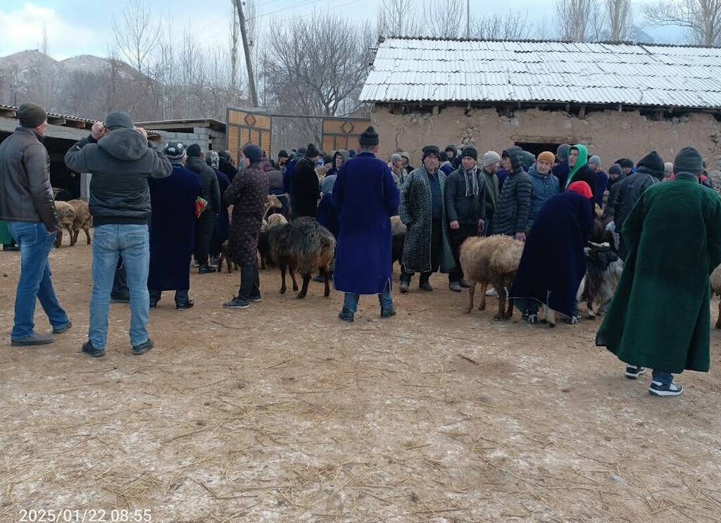 Çiftlik hayvanı pazarı Молбозори деҳаи Моғиён, Suğd (Sogd) ili, foto