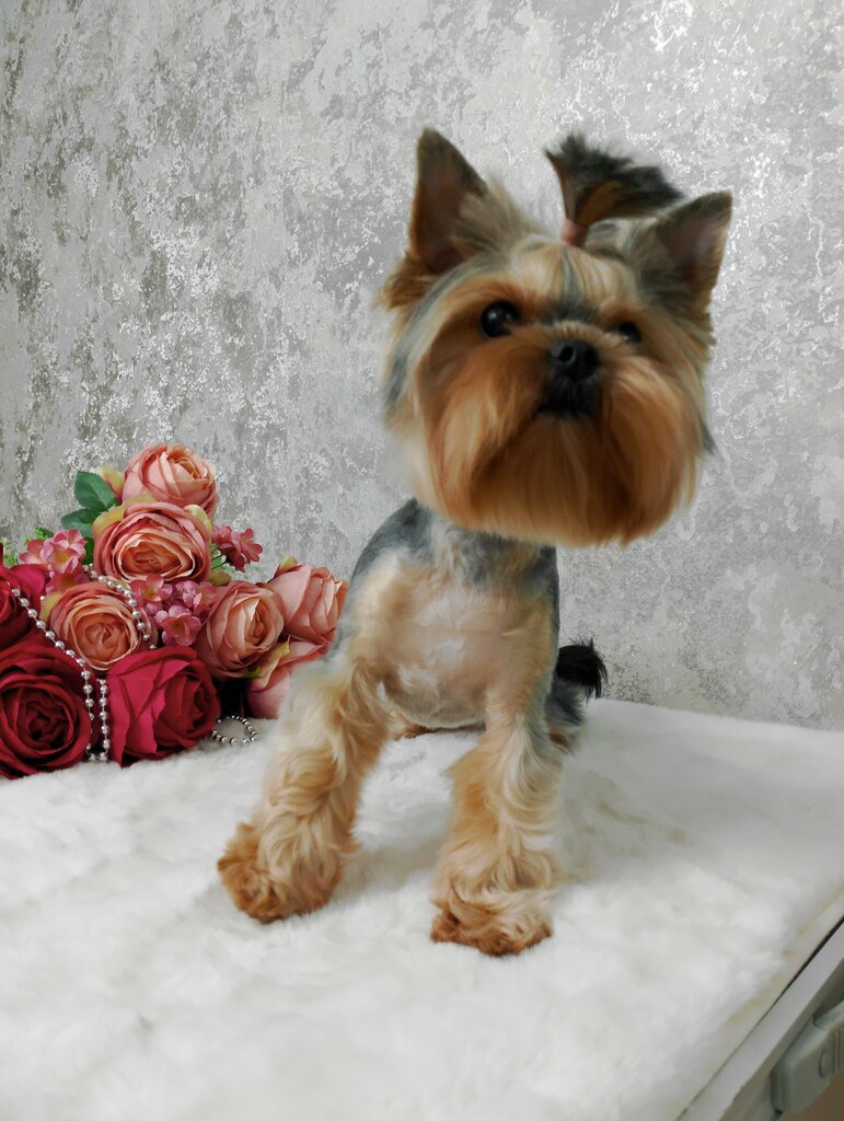 Evcil hayvan kuaförleri Dog Friendly, Habarovsk, foto